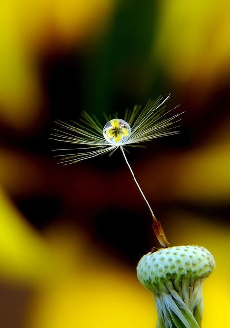 Creative Nature Photography Inspiration on Designspiration