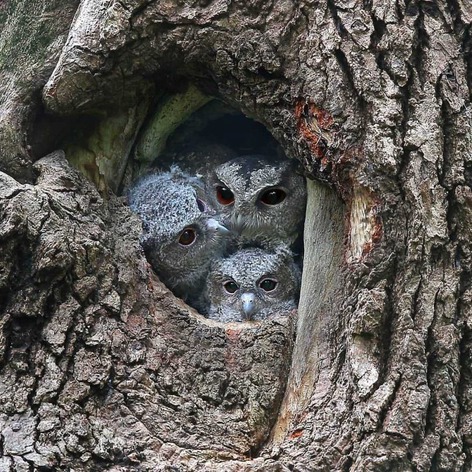 Photography, Birds, Fine Art, Art, and Kings image inspiration on ...