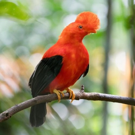 bird and flame image inspiration on Designspiration