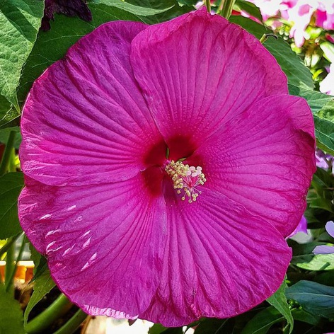 flower, art photography, photography art, flower photography, and goods ...