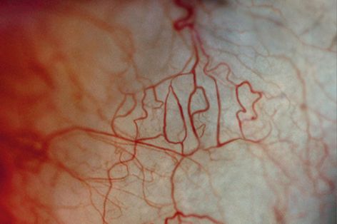 Typography, Lettering, Branding Identity, Skins, and Type image ...