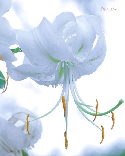 Photography, Art, Flowers, and Flower Photography image inspiration on ...