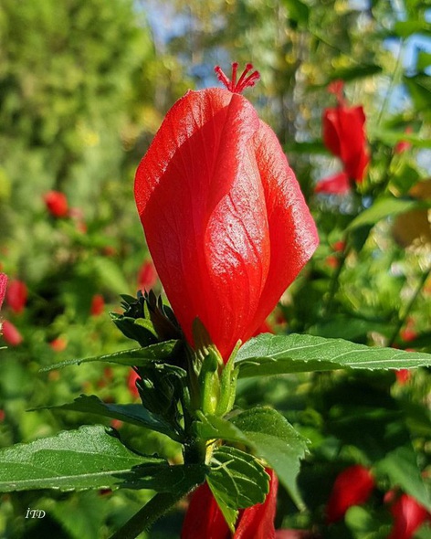 Photography, Art, Flowers, and Flower Photography image inspiration on ...