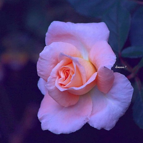 flower, art photography, photography art, flower photography, and goods ...