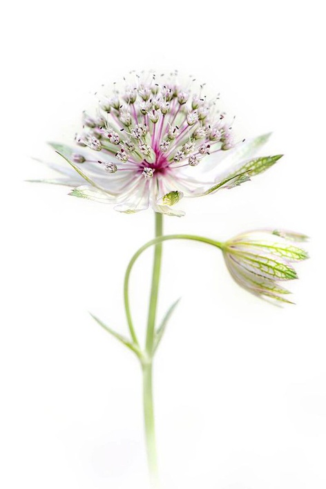 flower, art photography, photography art, flower photography, and goods ...
