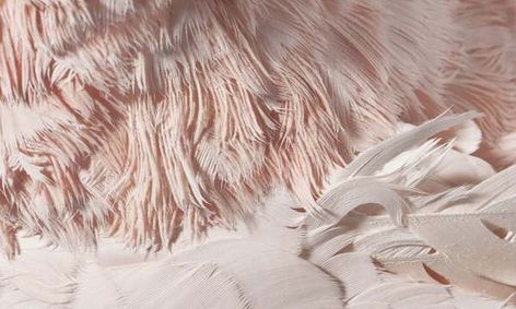 Photography, Art, Furs, Wolves, and Textures image inspiration on ...