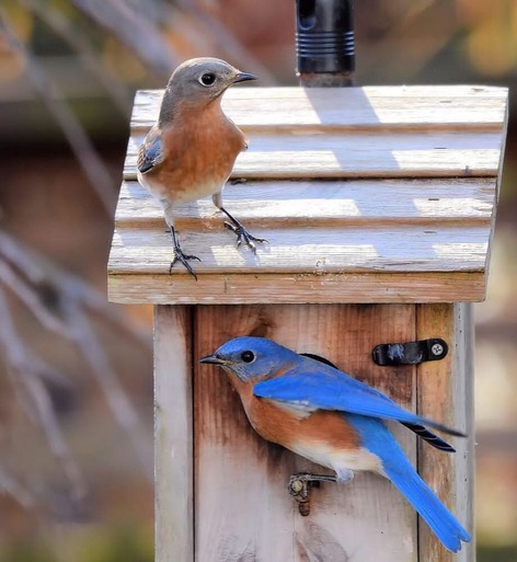 Creative bird, bird photography, and photography image ideas ...