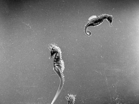 Color Palette generated based on #333333, #4E4E4E, #818181, #B8B8B8 ...