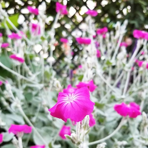 Photography, Art, Flowers, and Flower Photography image inspiration on ...