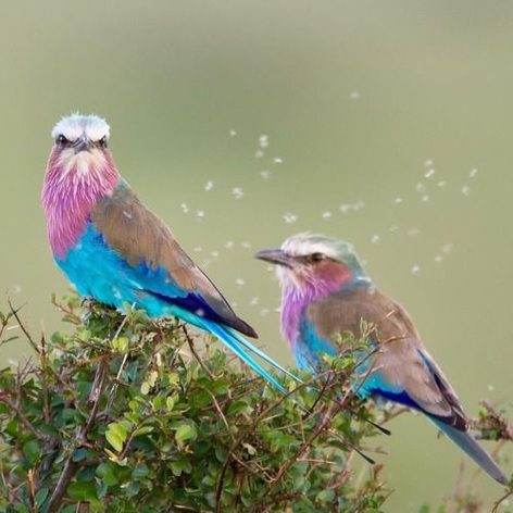 Creative bird, bird photography, and photography image ideas ...