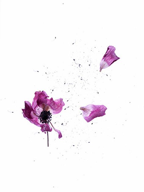 Creative Yeohgh, Flower, and Colour image ideas & inspiration on ...