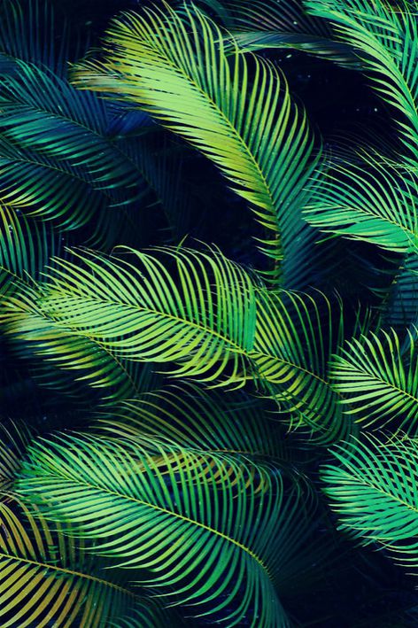 Creative photography, plant, nature, flower, and album cover image ...