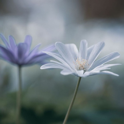 flower, art photography, photography art, flower photography, and goods ...