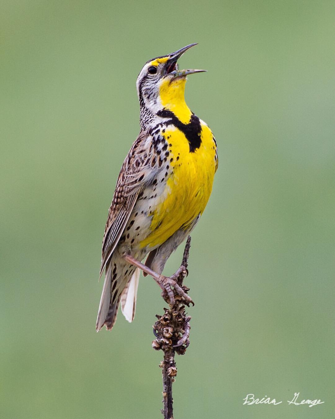 Creative bird, bird photography, and photography image ideas ...