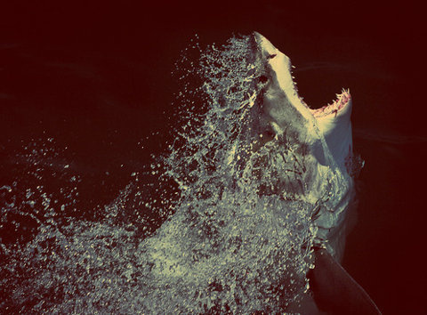 photography, shark, nature landscape, animal, and nature image ...