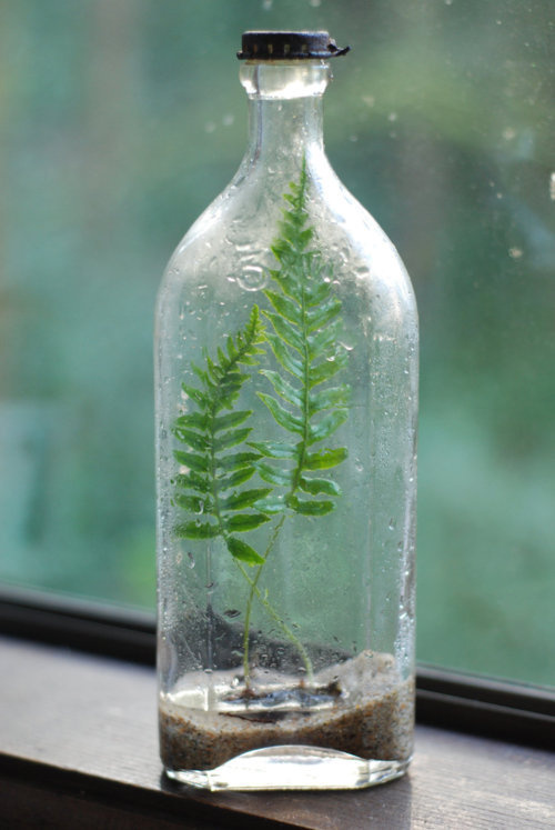 bottle, plant, photography art, water, and interior image inspiration ...