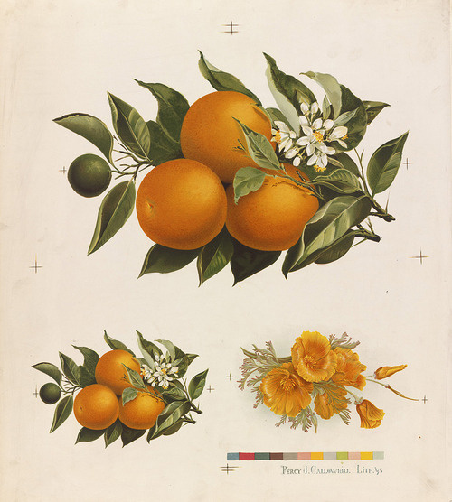 Oranges, Illustrations, and Fruit image inspiration on Designspiration